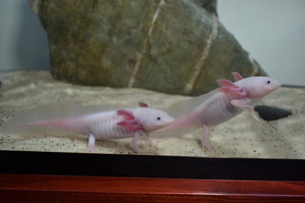 Abren el Museo Mexicano del Axolote en Chignahuapan, Puebla