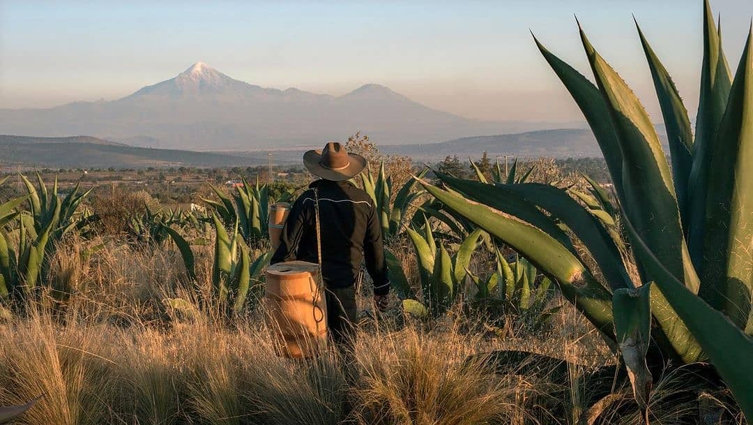 Descubre cuál es la verdadera historia del pulque - México Ruta Mágica
