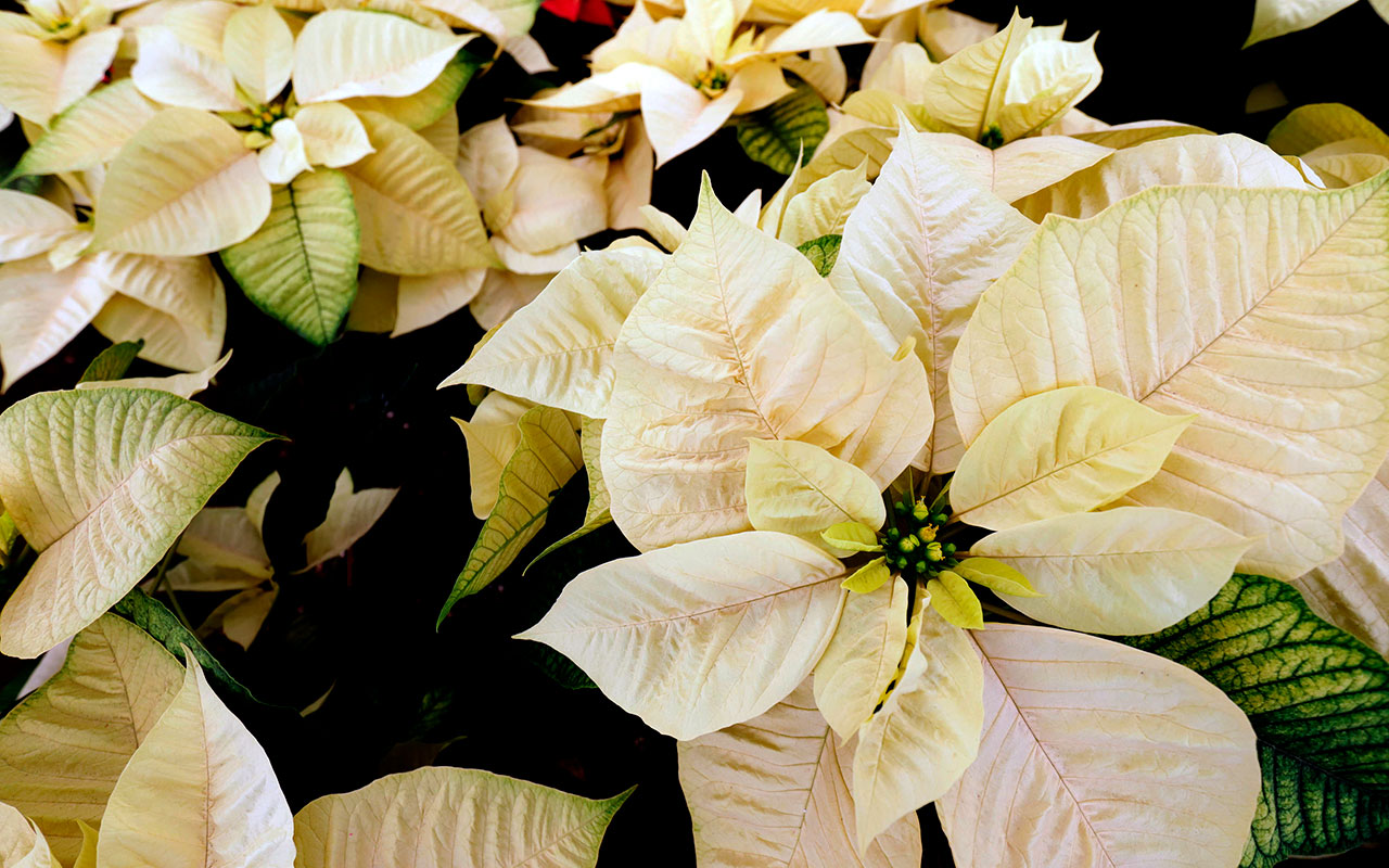 Adorna tu casa con las nochebuenas de Tenango de las Flores