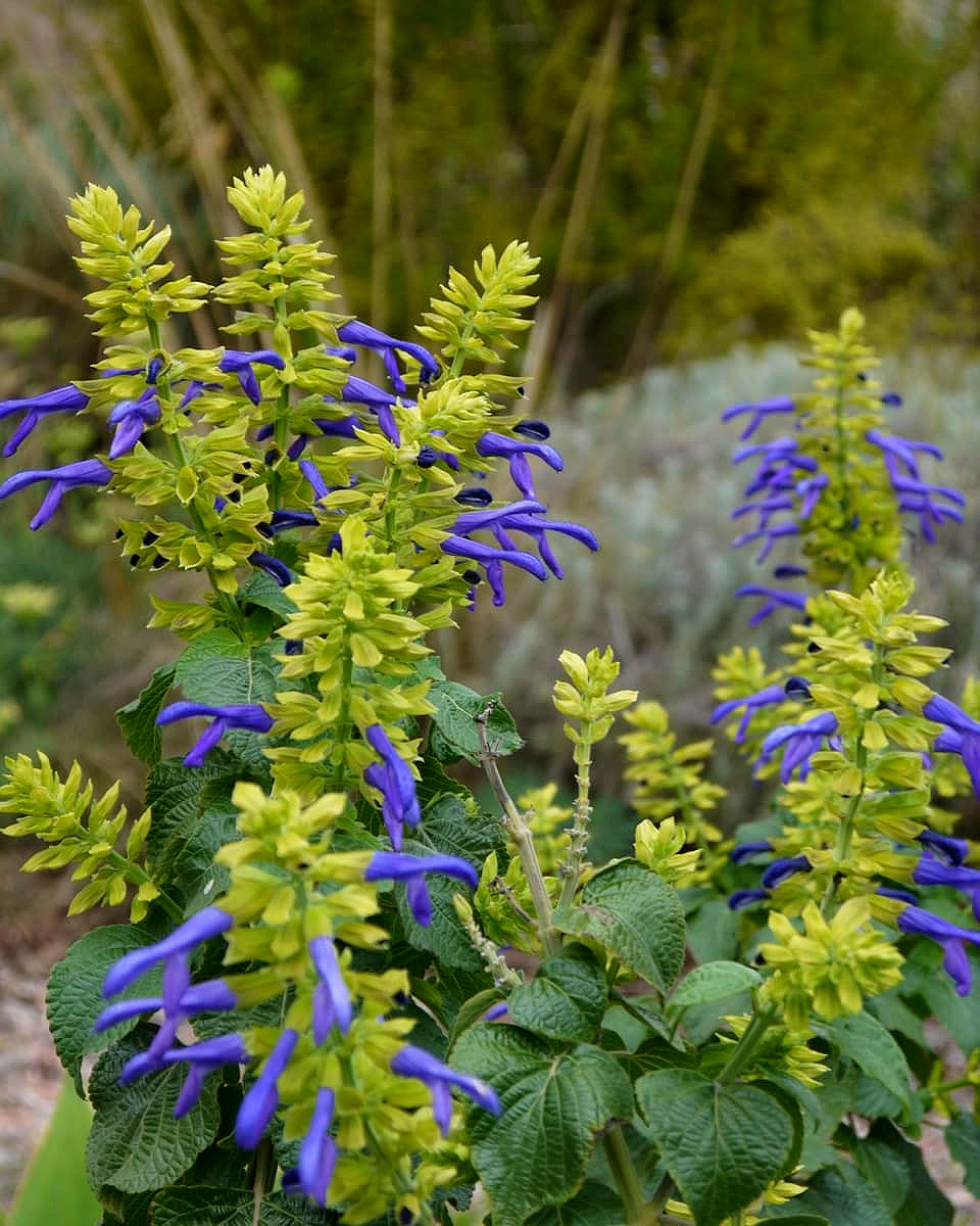 Estas son las flores mexicanas más hermosas - México Ruta Mágica