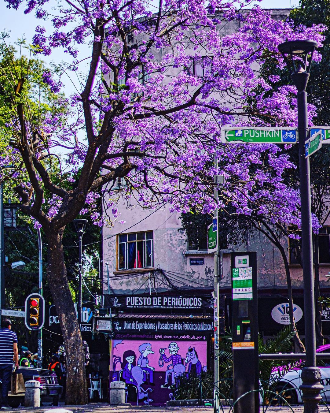 Historia de las jacarandas en México - México Ruta Mágica