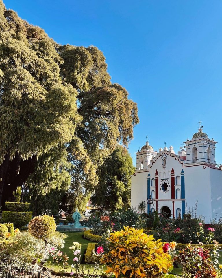 Historia del Árbol de Tule - México Ruta Mágica