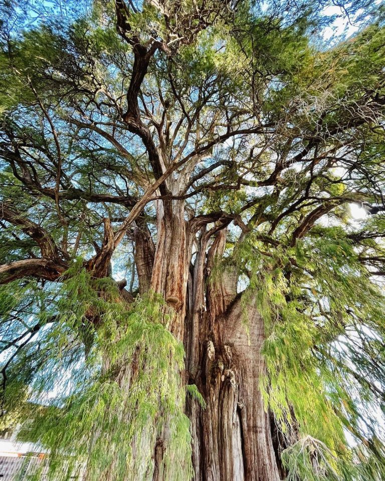 Historia del Árbol de Tule - México Ruta Mágica