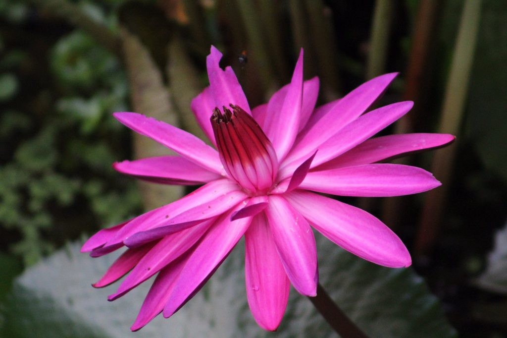 ¡Visita los increíbles jardines botánicos en México!