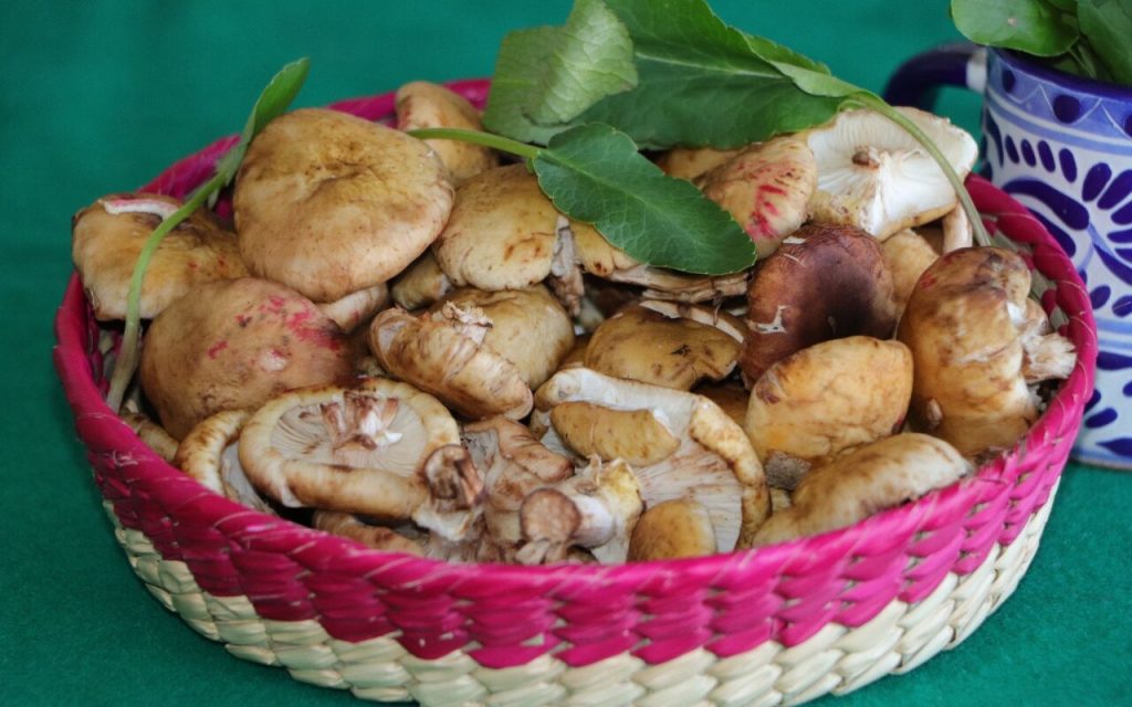 Cuando es la temporada de hongos en Hidalgo – México Ruta Mágica