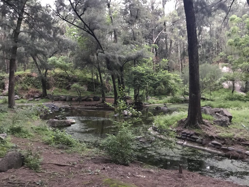 Colomos, el pulmón secreto de Guadalajara