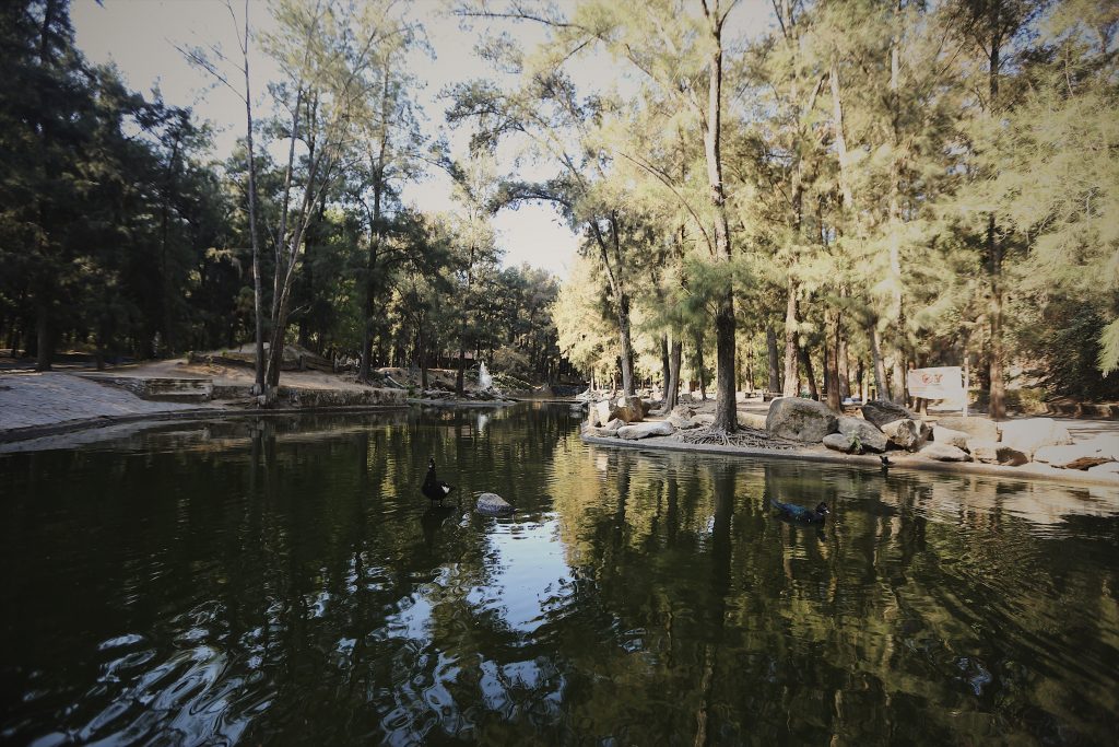 Colomos, el pulmón secreto de Guadalajara