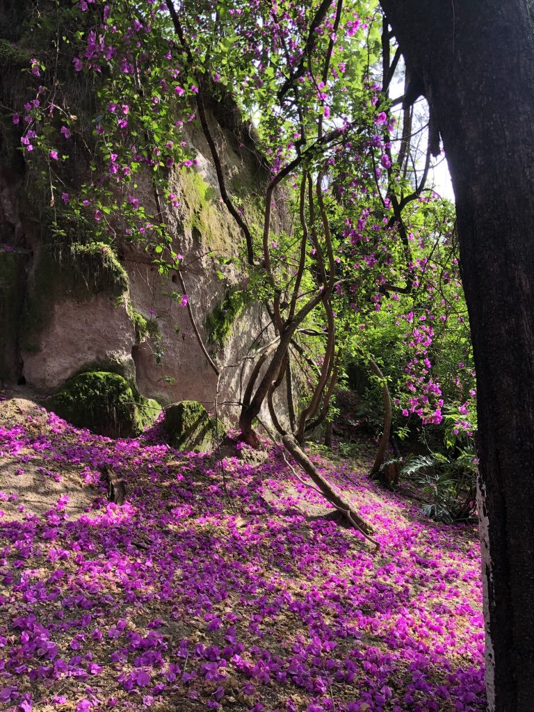 Colomos, el pulmón secreto de Guadalajara