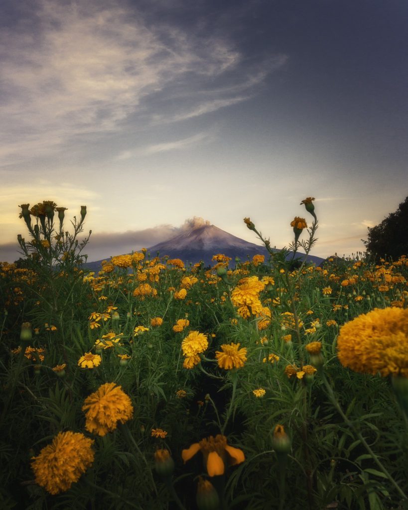 Dónde comprar cempasúchil en Puebla y CDMX