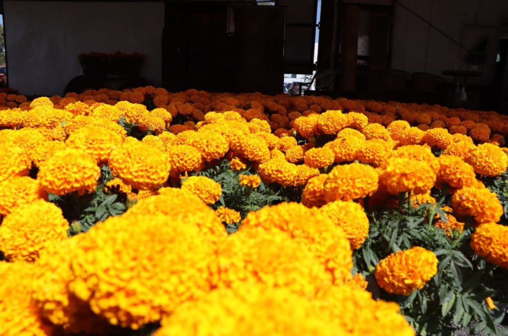 Dónde comprar cempasúchil en Puebla y CDMX