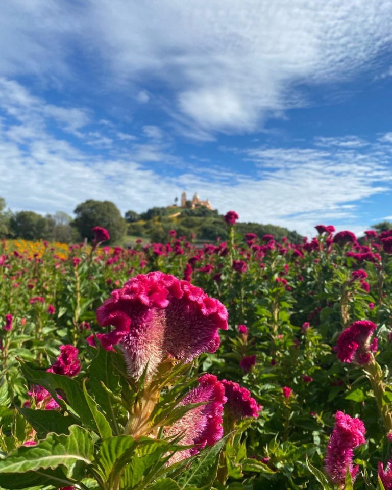Dónde comprar cempasúchil en Puebla y CDMX