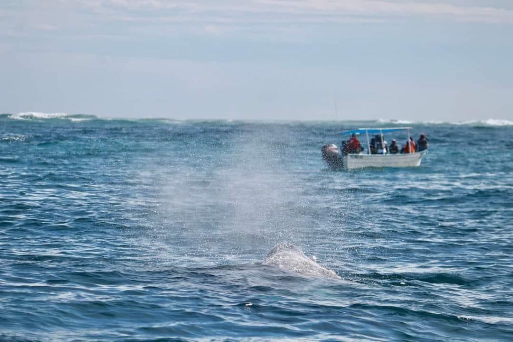 ¡No te pierdas el Festival de la Ballena Gris 2023 en BCS!