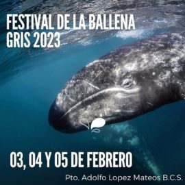 ¡No te pierdas el Festival de la Ballena Gris 2023 en BCS!