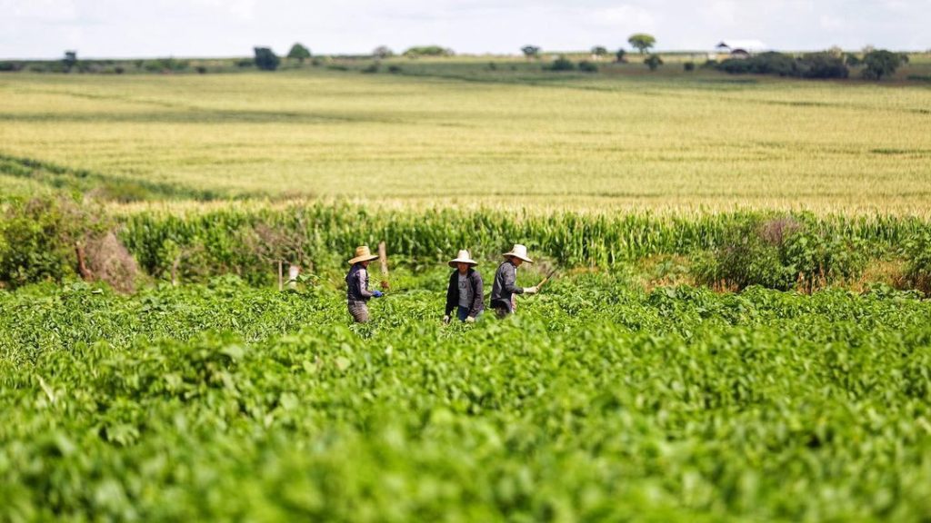 Acatic, la tierra de la chía en Jalisco - México Ruta Mágica