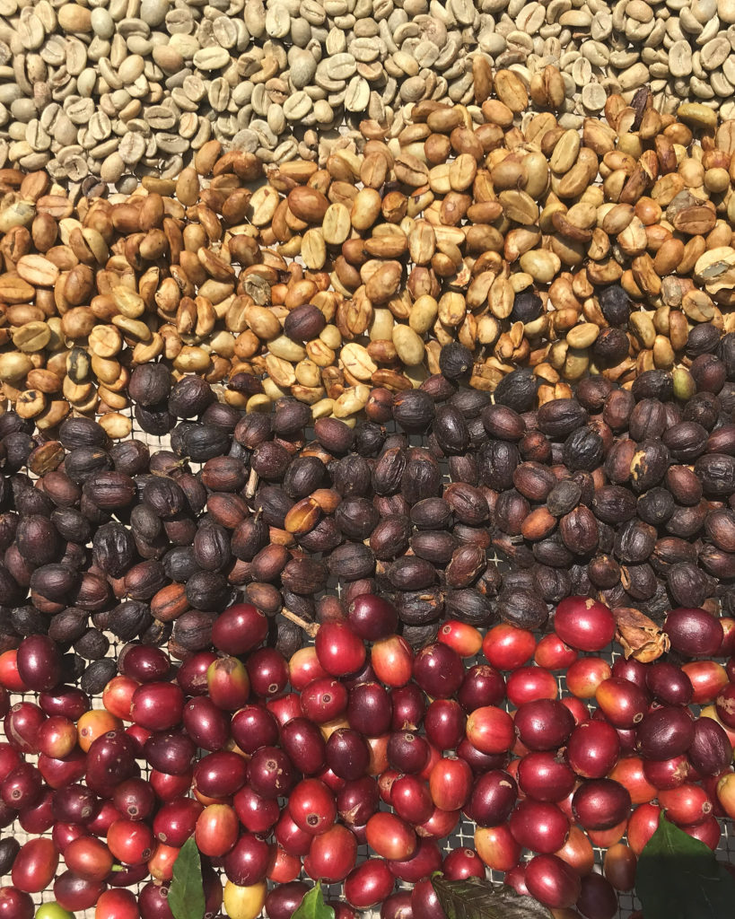 Qué hacer en Canoas Colima, nueva Área Natural Protegida