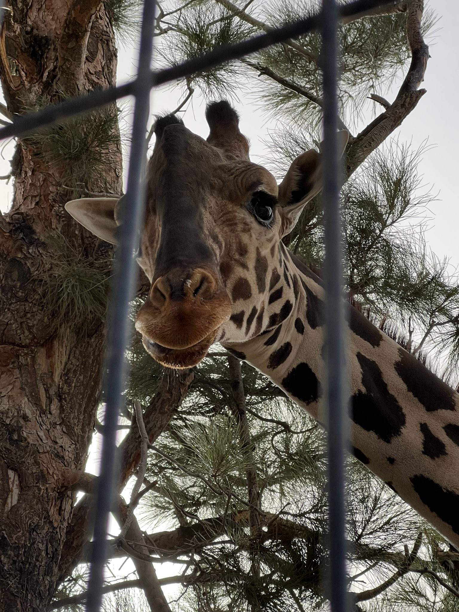 Llega la jirafa Benito a Africam Safari Puebla - México Ruta Mágica