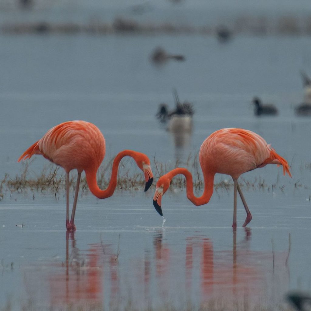 Laguna de Sayula, explora un santuario de aves y de arqueología