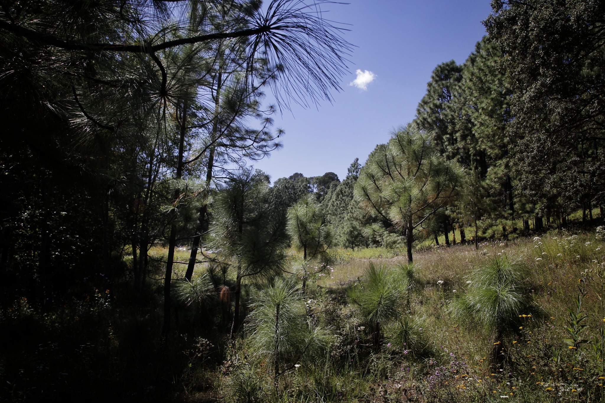 Fiesta del Bosque, compromiso histórico y ambiental