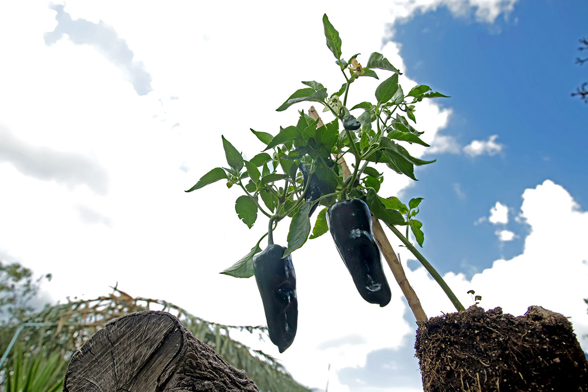 Ruta del Chile en Nogada, en el corazón de Calpan
