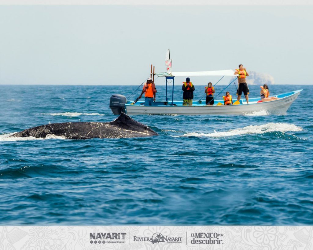 Avistamiento de ballenas jorobadas: dónde verlas en Nayarit