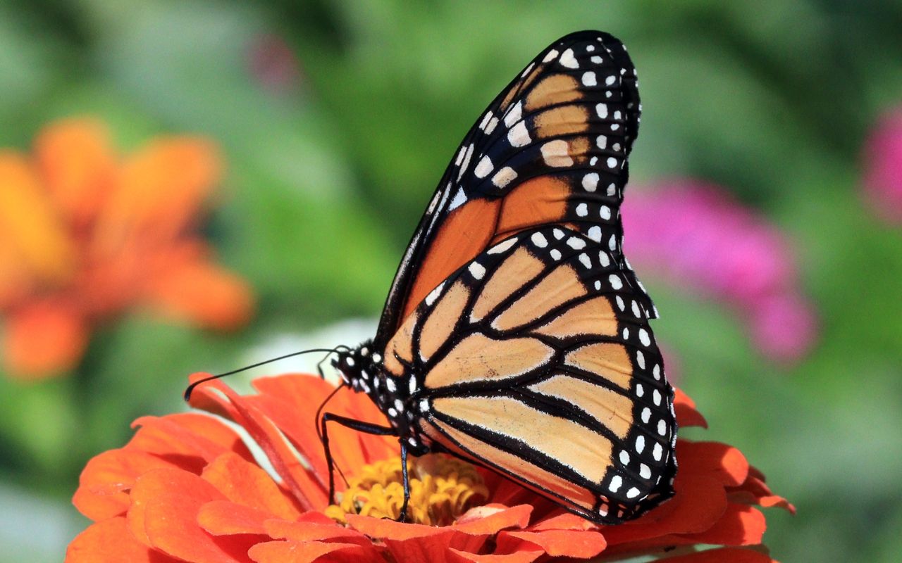 El Vuelo de las Monarca – México Ruta Mágica