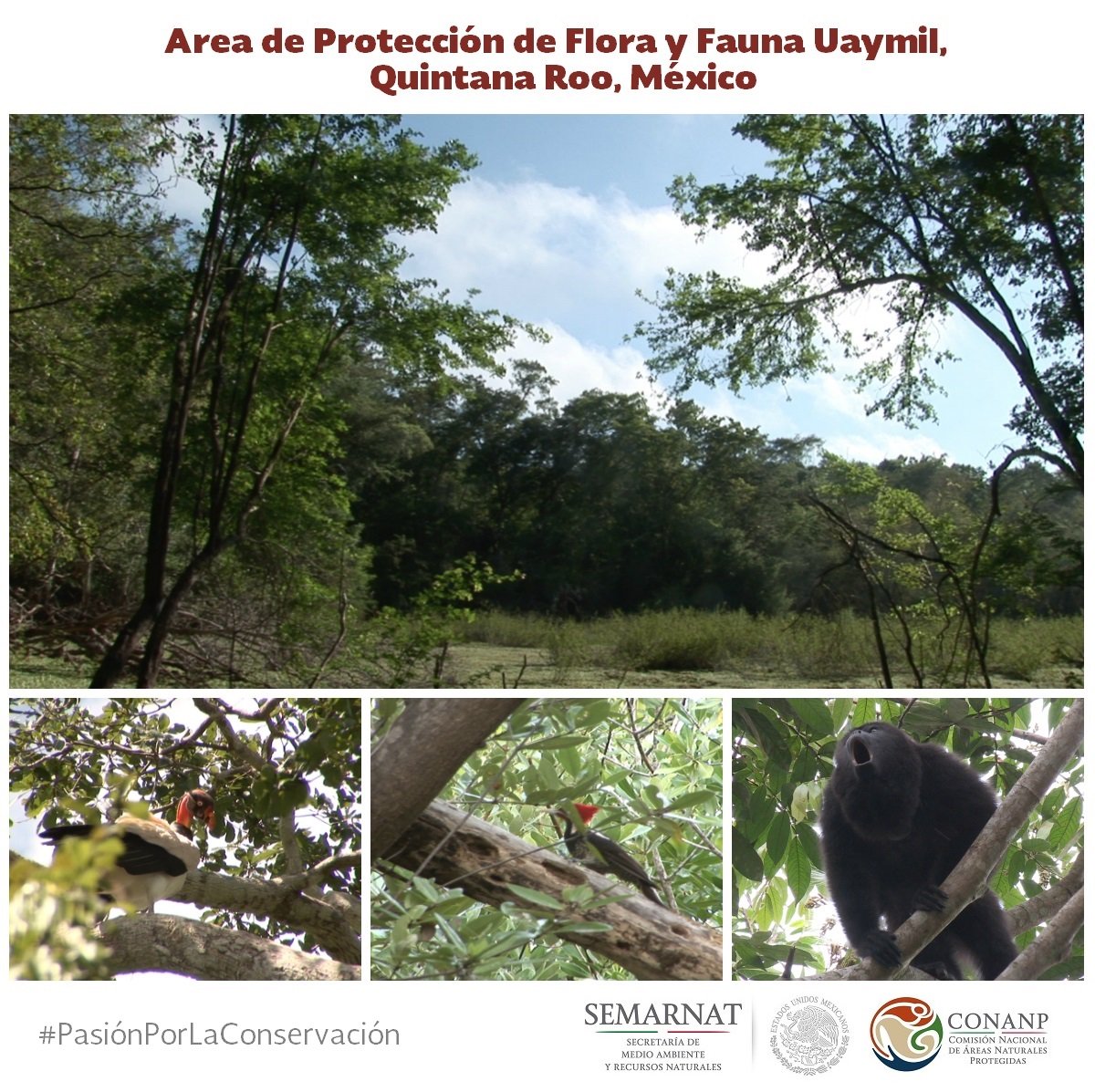 Uaymil: un paraíso natural escondido en Quintana Roo