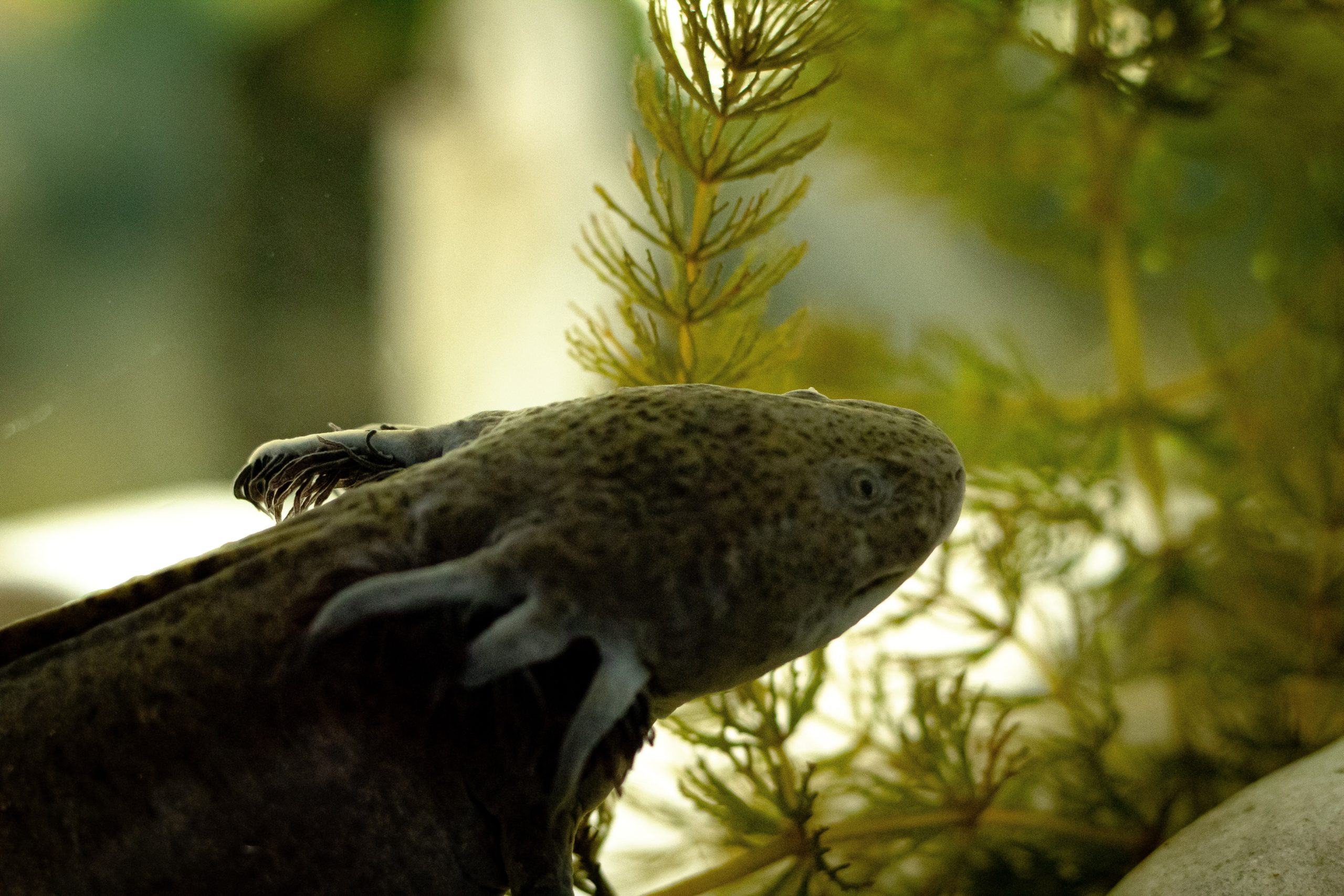 El Día del Axolote se celebra con cultura y conciencia